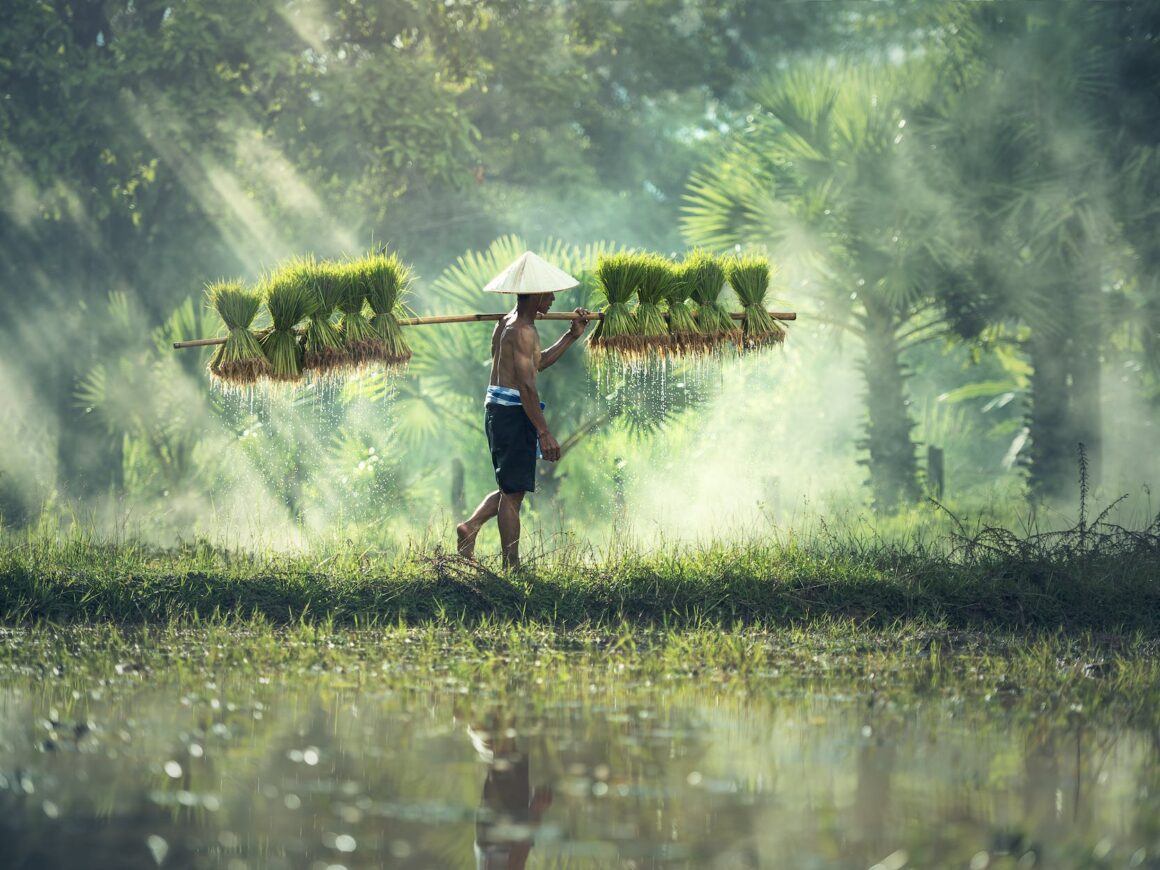 Understanding the Meaning and Importance of the Threshing Floor ...